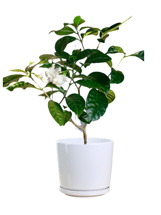 Tabernaemontana Divaricata (Pinwheel Flower) - Thai Garden Design