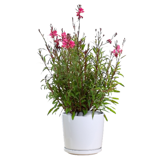 Pink Picotee Butterfly Flower - Thai Garden Design