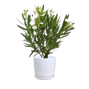 Nerium Oleander (White) - Thai Garden Design