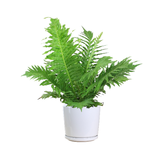 Rough Tree Fern (Small) - Thai Garden Design