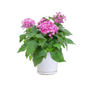 Graffiti Pink Pentas - Thai Garden Design
