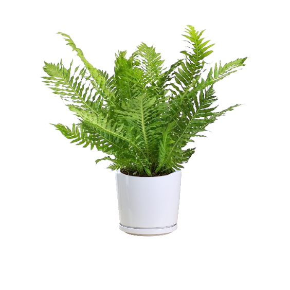 Rough Tree Fern (Small) - Thai Garden Design