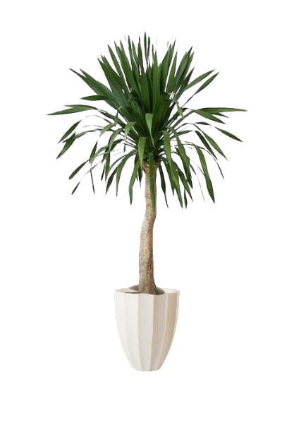 Dragon Tree (Single Trunk) - Thai Garden Design