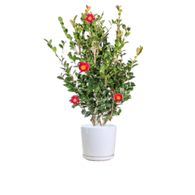 Camillia (Red) - Thai Garden Design