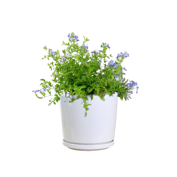 Plumbago Auriculata (Cape Plumbago) - Thai Garden Design