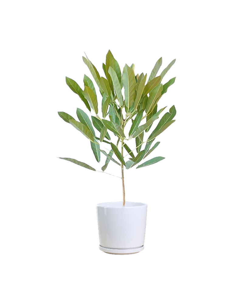 Silver Trumpet Tree - Thai Garden Design