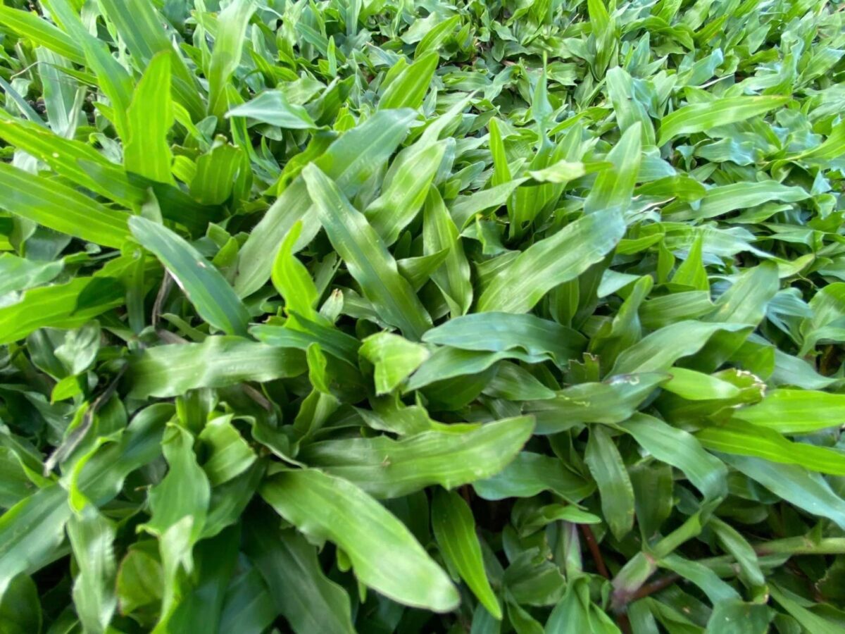 Carpet Grass - Thai Garden Design