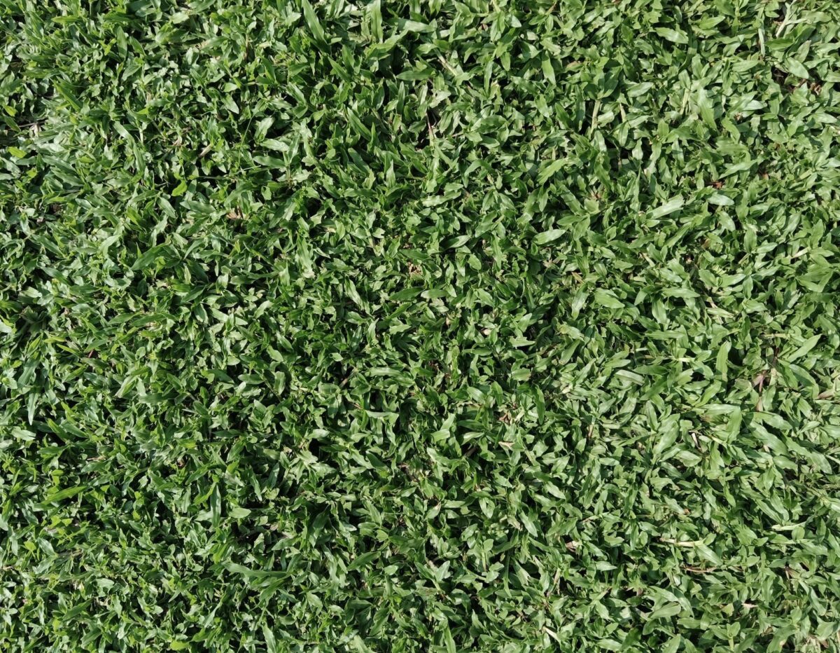 Carpet Grass - Thai Garden Design