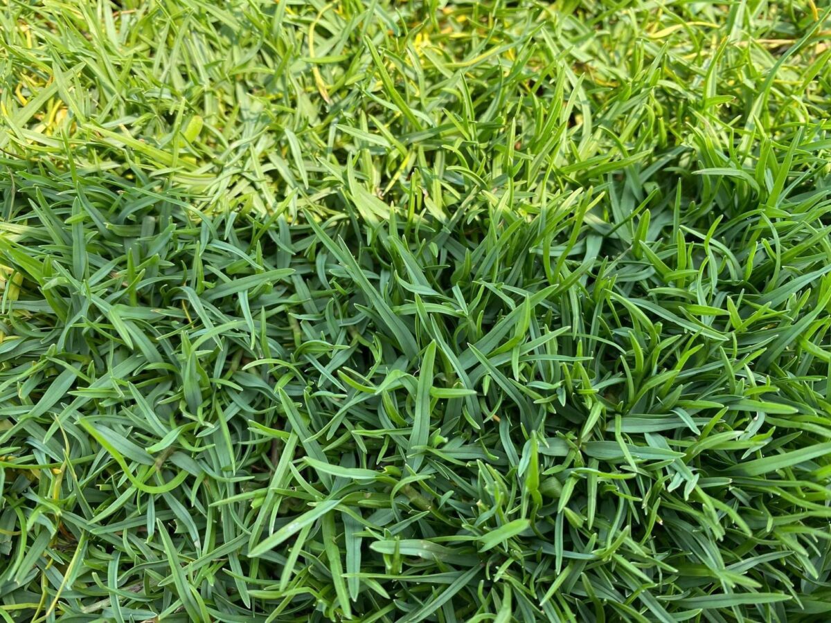 Paspalum Grass - Thai Garden Design