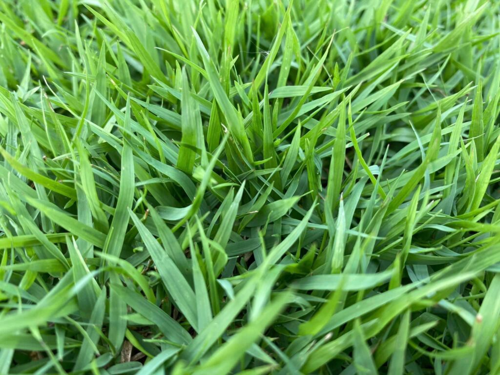 Zoysia japonica (Japanese Lawngrass) - Thai Garden Design