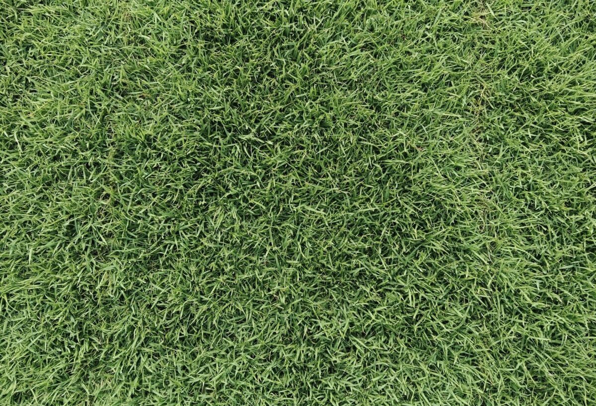 Paspalum Grass - Thai Garden Design