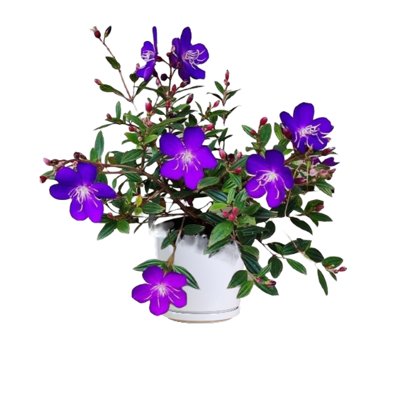 Princess Flower - Pleroma urvilleanum - Thai Garden Design