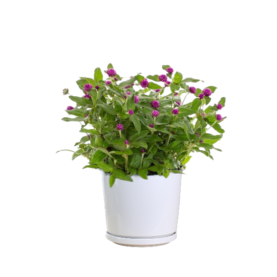 Globe Amaranth - Thai Garden Design