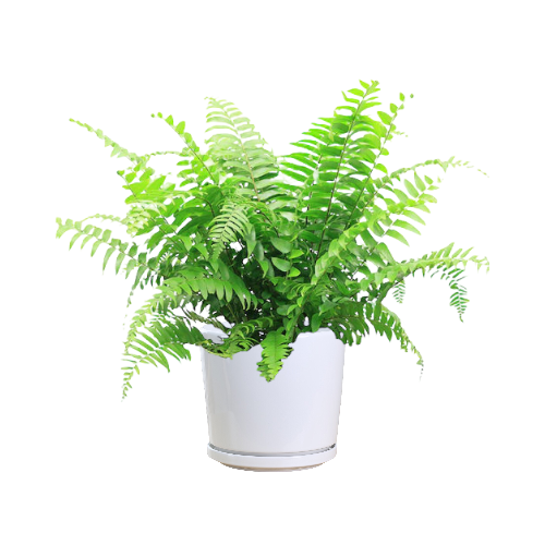 Macho Fern - Thai Garden Design
