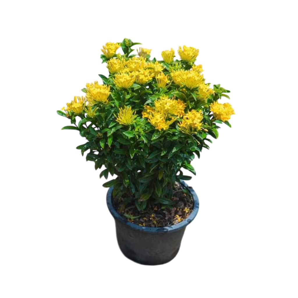 Ixora Dwarf Yellow - Thai Garden Design