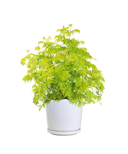 Polyscias filicifolia - Thai Garden Design