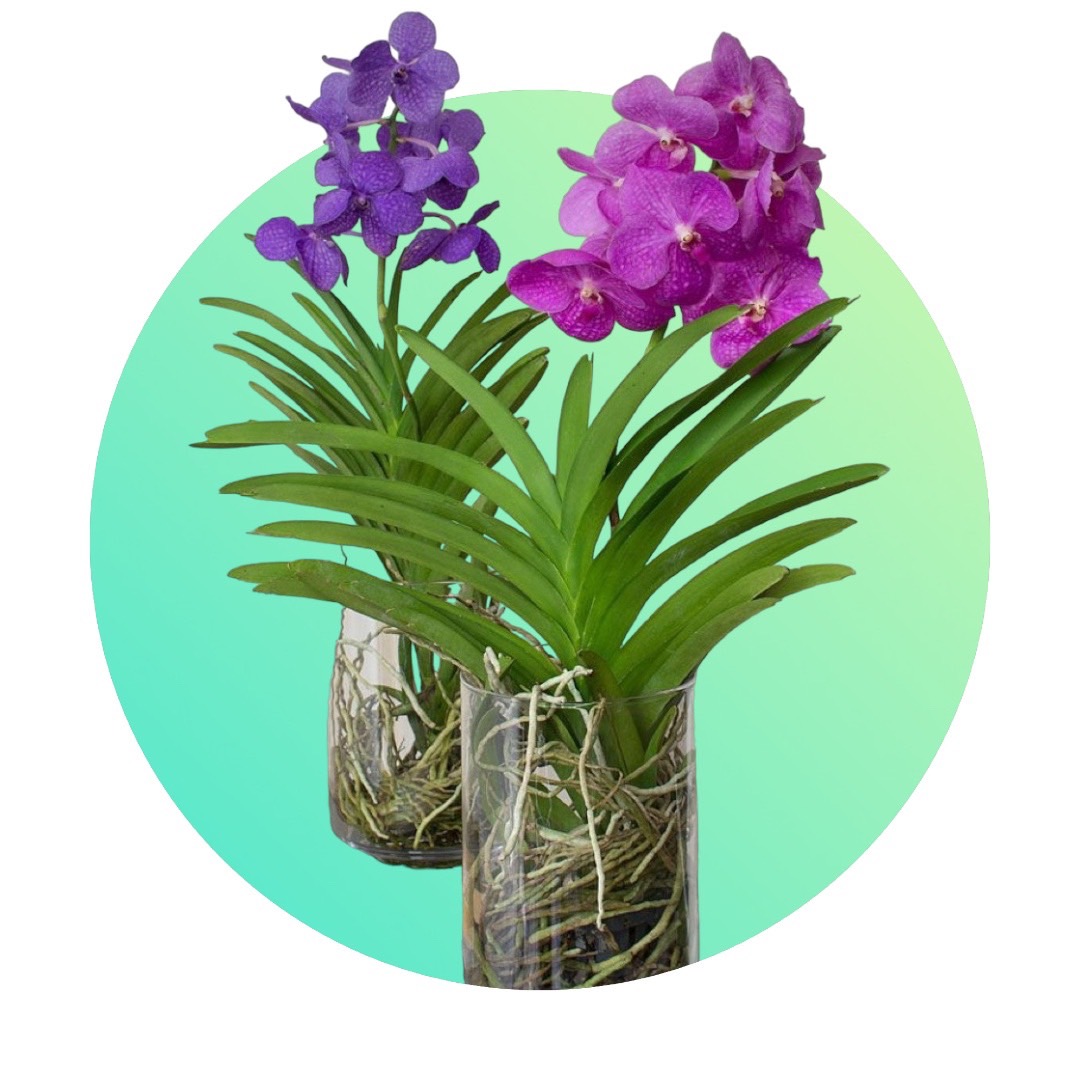 Thai Garden Design Shop - Thai Garden Design