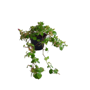 Spanish Shawl Plant - Thai Garden Design