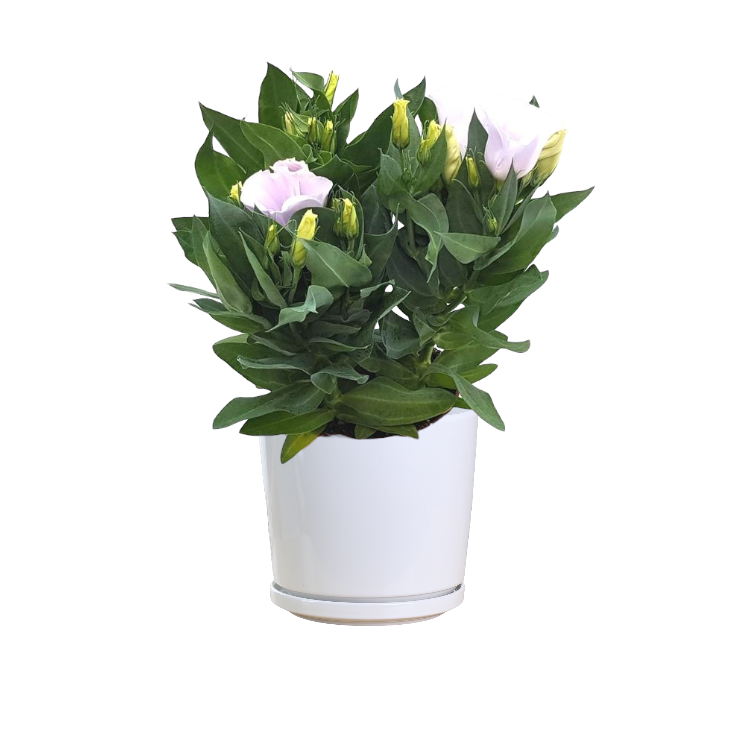 Eustoma Grandiflorum 'Bolero Ivory' - Thai Garden Design
