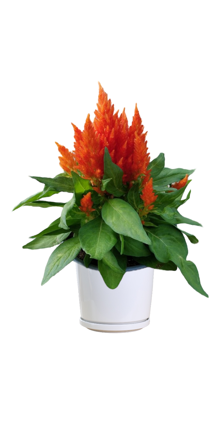 Celosia plumosa - Glorious Orange - Thai Garden Design