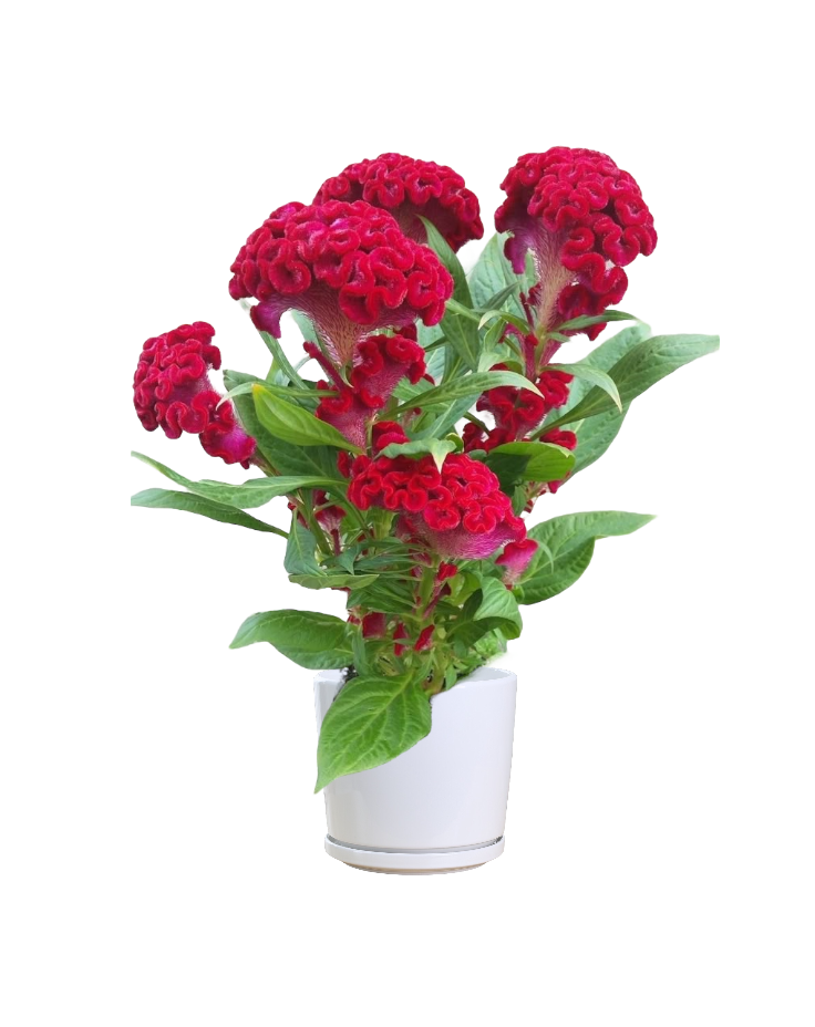 Celosia argentea var. Cristata Red - Thai Garden Design