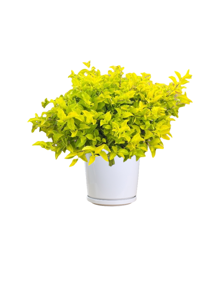 Golden Dust Duranta - Thai Garden Design