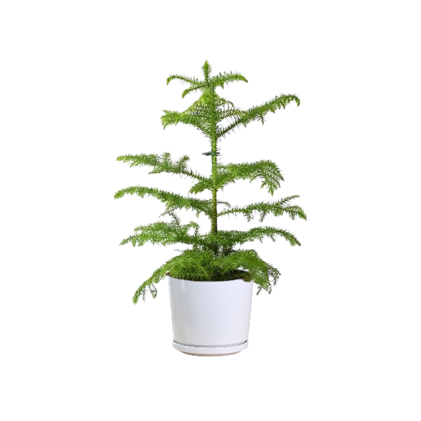 Norfolk Island Pine (Type A) - Thai Garden Design