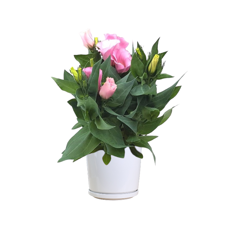 Lisianthus Carmen Rose - Thai Garden Design