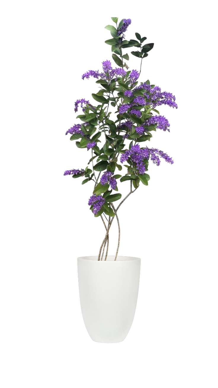 Petrea Volubilis - Thai Garden Design