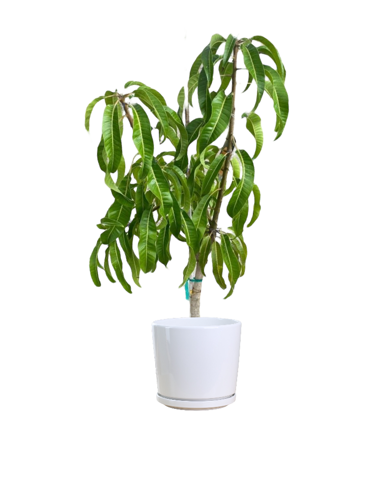 Mango Tree (Small) - Thai Garden Design