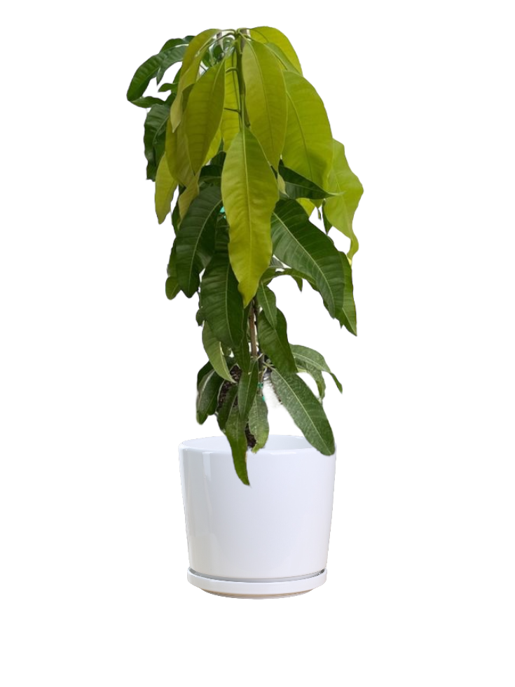 Mango Tree (Small) - Thai Garden Design