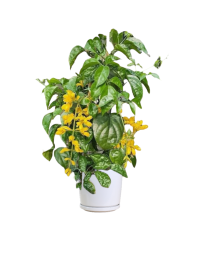 Golden Cascade Creeper - Thai Garden Design