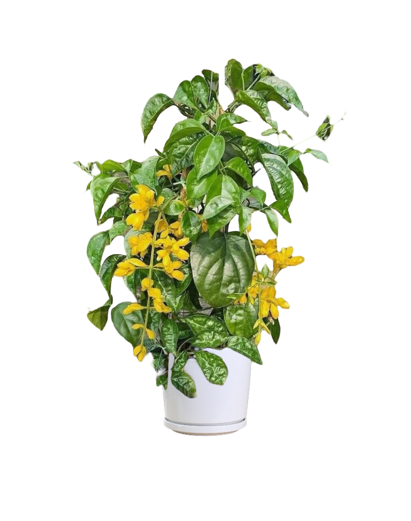 Golden Cascade Creeper - Thai Garden Design