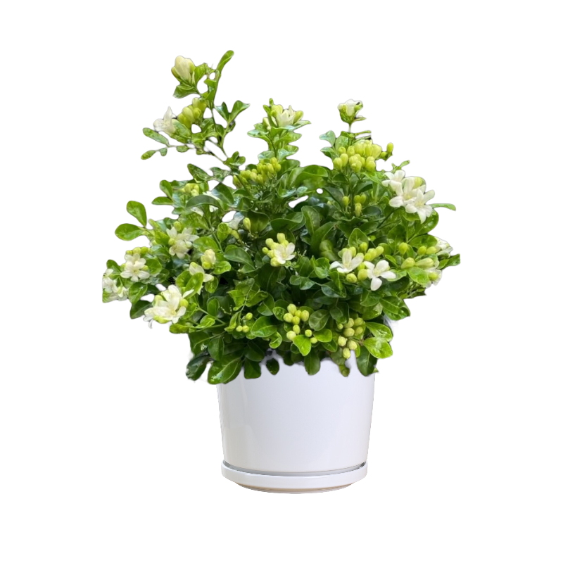 Murraya paniculata ‘Dwarf’ - Thai Garden Design