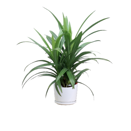 Pandan Plant - Thai Garden Design
