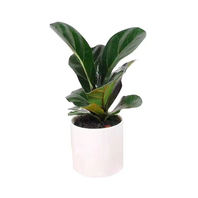 Fiddle Leaf Fig (Baby) - Thai Garden Design