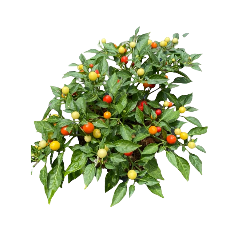 Ornamental Chili Pepper plant - Thai Garden Design