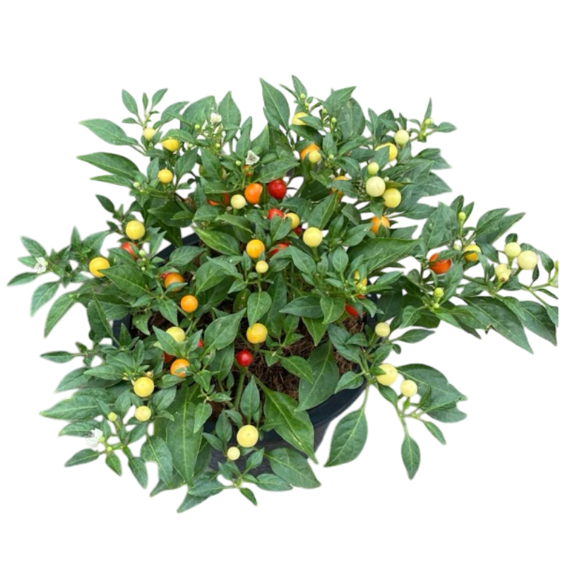 Ornamental Chili Pepper plant - Thai Garden Design