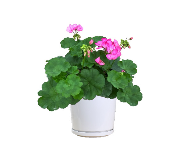 Geranium (Pink) - Thai Garden Design