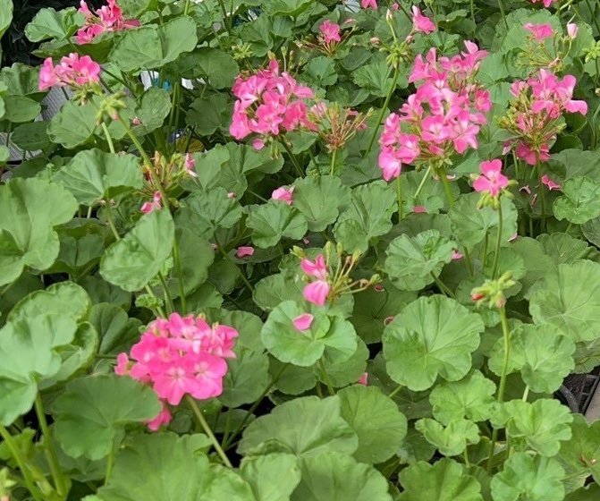 Geranium (Pink) - Thai Garden Design
