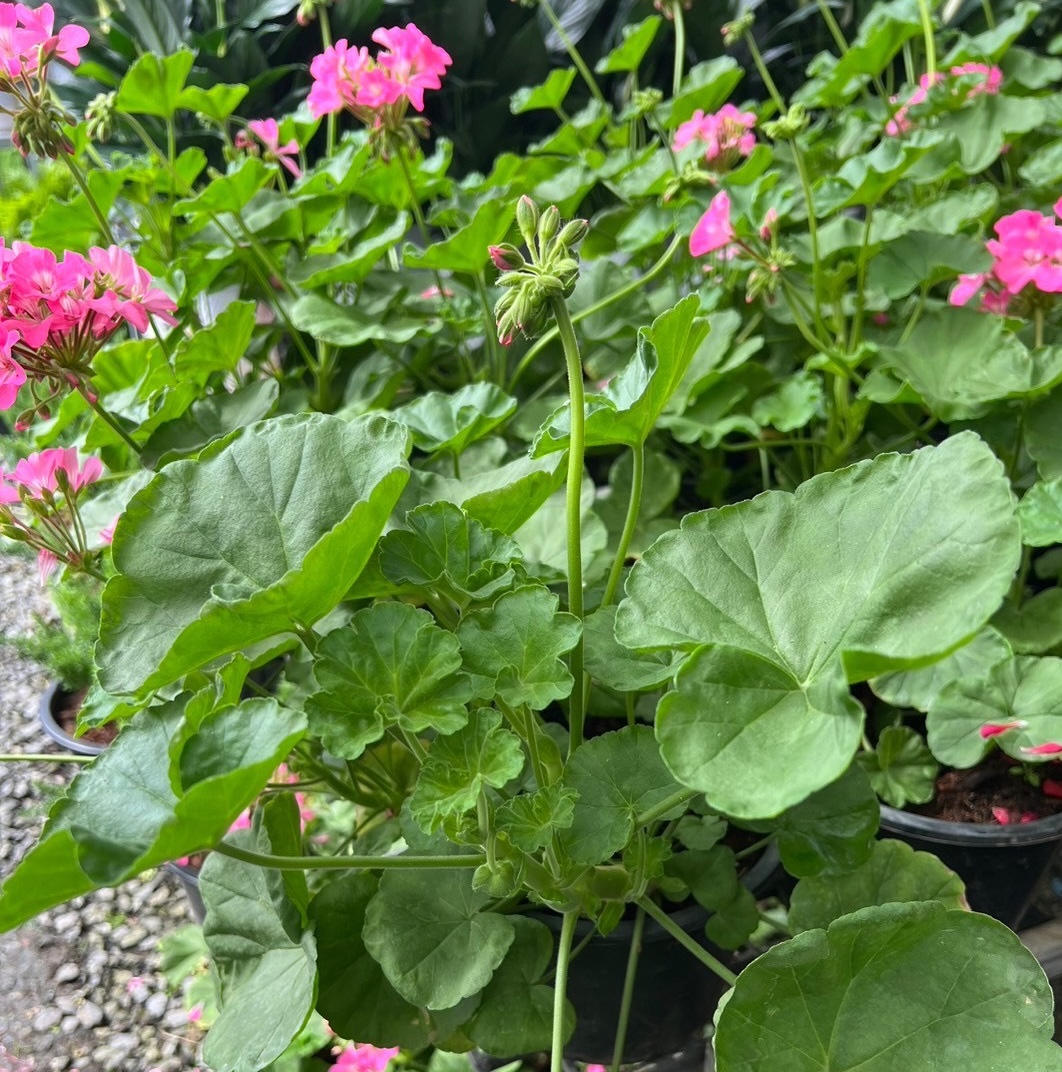 Geranium (Pink) - Thai Garden Design
